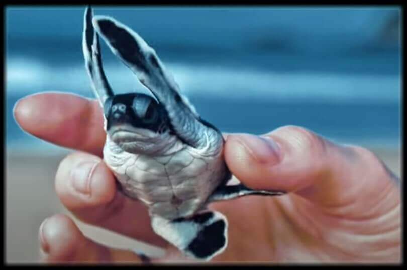 FIND THE WAY HOME: The Sea Turtle’s Stunning Witness to Our Creator ...